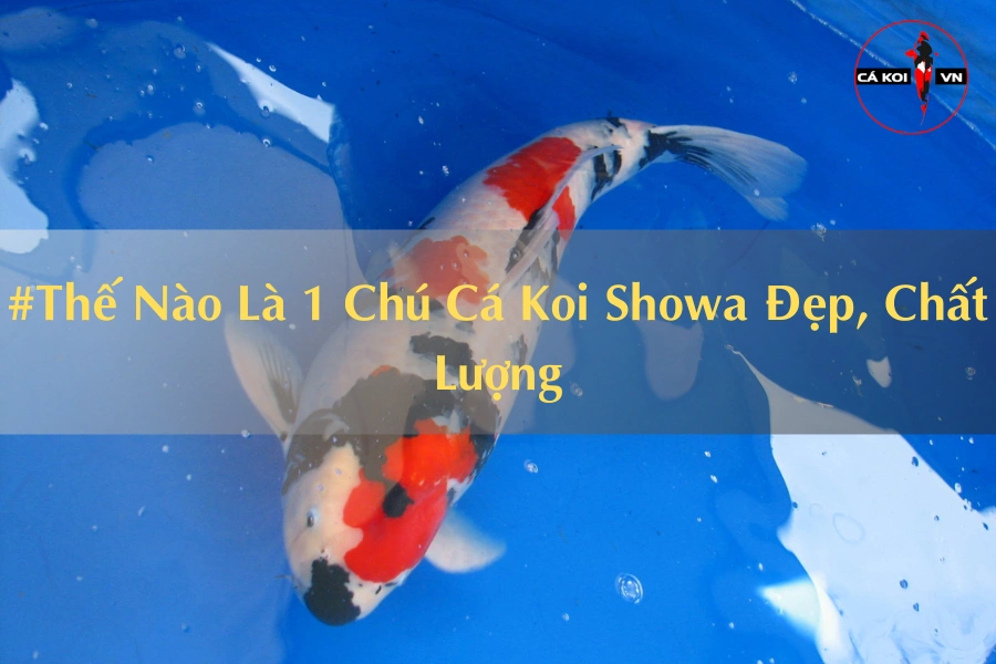 #Thế Nào Là 1 Chú Cá Koi Showa Đẹp, Chất Lượng