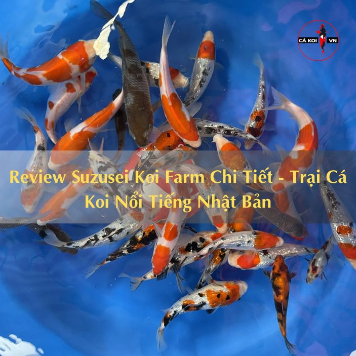 Review Suzusei Koi Farm Chi Tiết - Trại Cá Koi Nổi Tiếng Nhật Bản