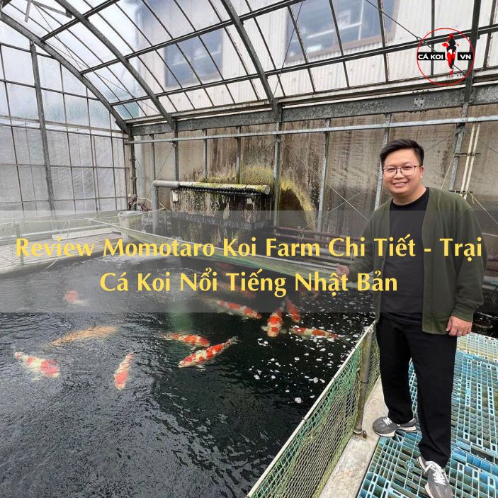 Review Momotaro Koi Farm Chi Tiết - Trại Cá Koi Nổi Tiếng Nhật Bản