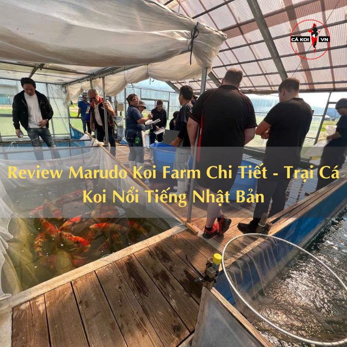 Review Marudo Koi Farm Chi Tiết - Trại Cá Koi Nổi Tiếng Nhật Bản