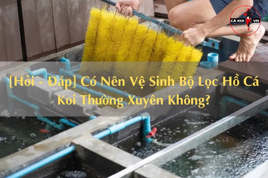 [Hỏi - Đáp] Có Nên Vệ Sinh Bộ Lọc Hồ Cá Koi Thường Xuyên Không?