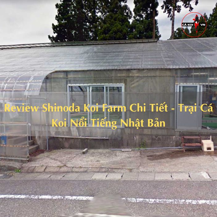 Review Shinoda Koi Farm Chi Tiết - Trại Cá Koi Nổi Tiếng Nhật Bản